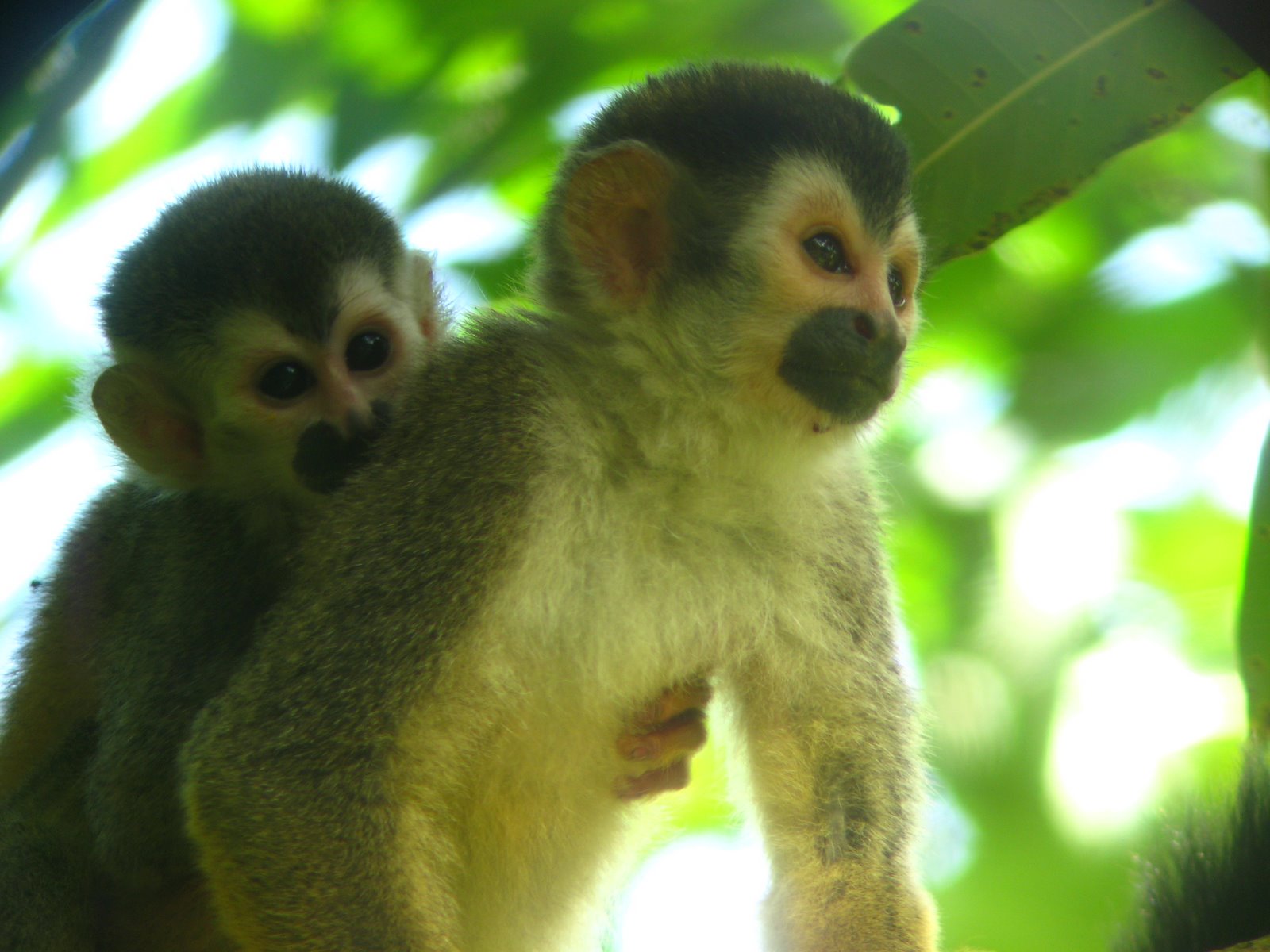 Lister Academy Costa Rica Class - Brittney F: Costa Rican Monkeys!